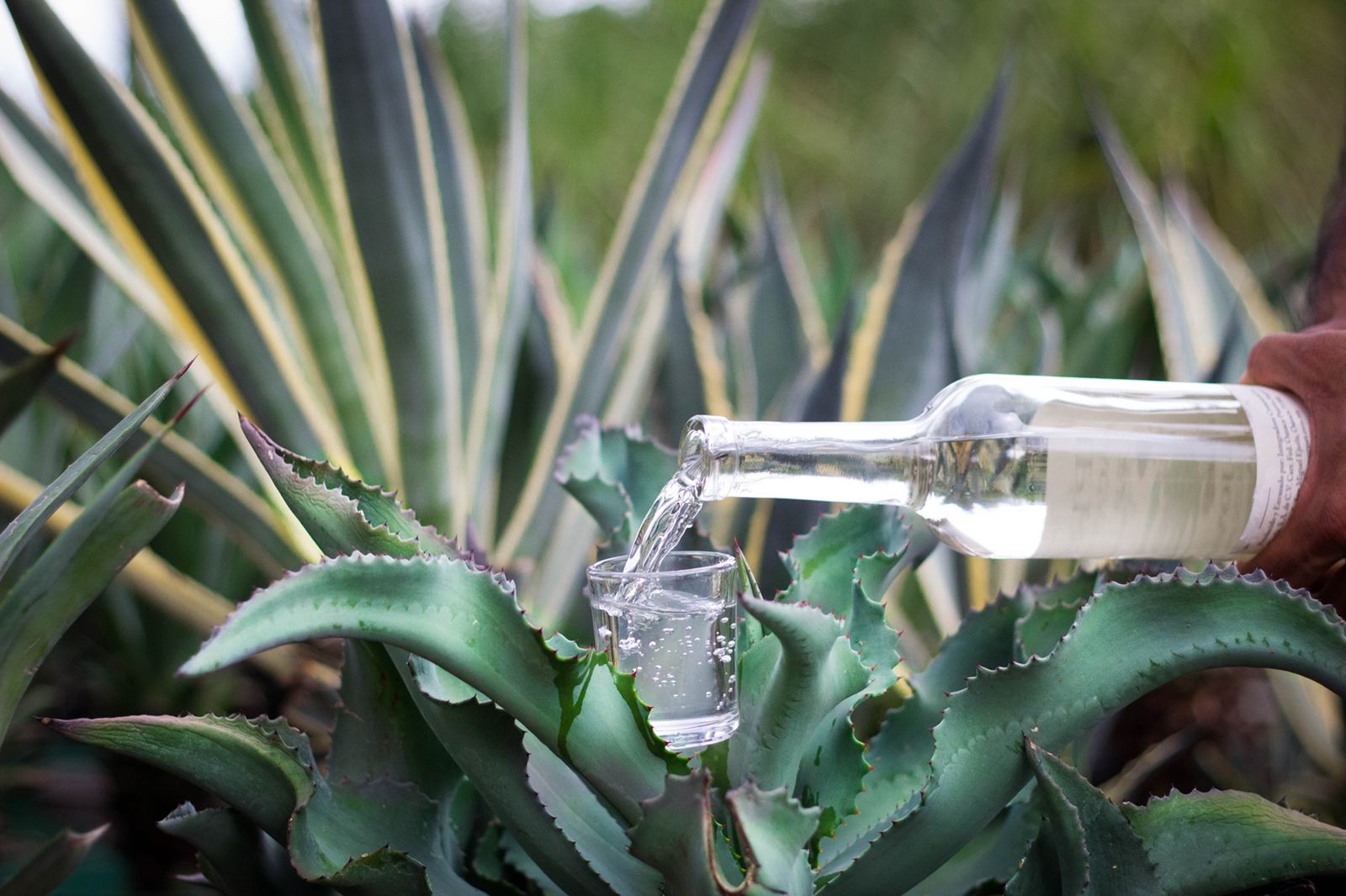 ¿Cuál es el mezcal más caro de México? - Voz de MX